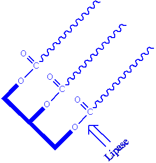 CheeseScience.net: Lipoprotein lipase