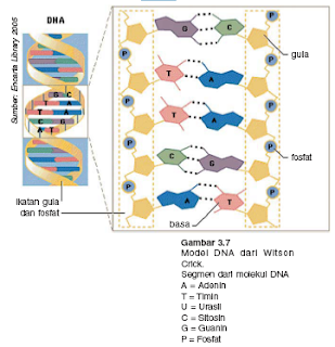 boyzisal area: DNA dan RNA, tugas biologi