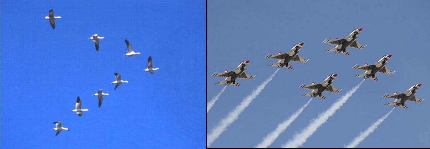 Dr Mat: Why do geese fly in a V?