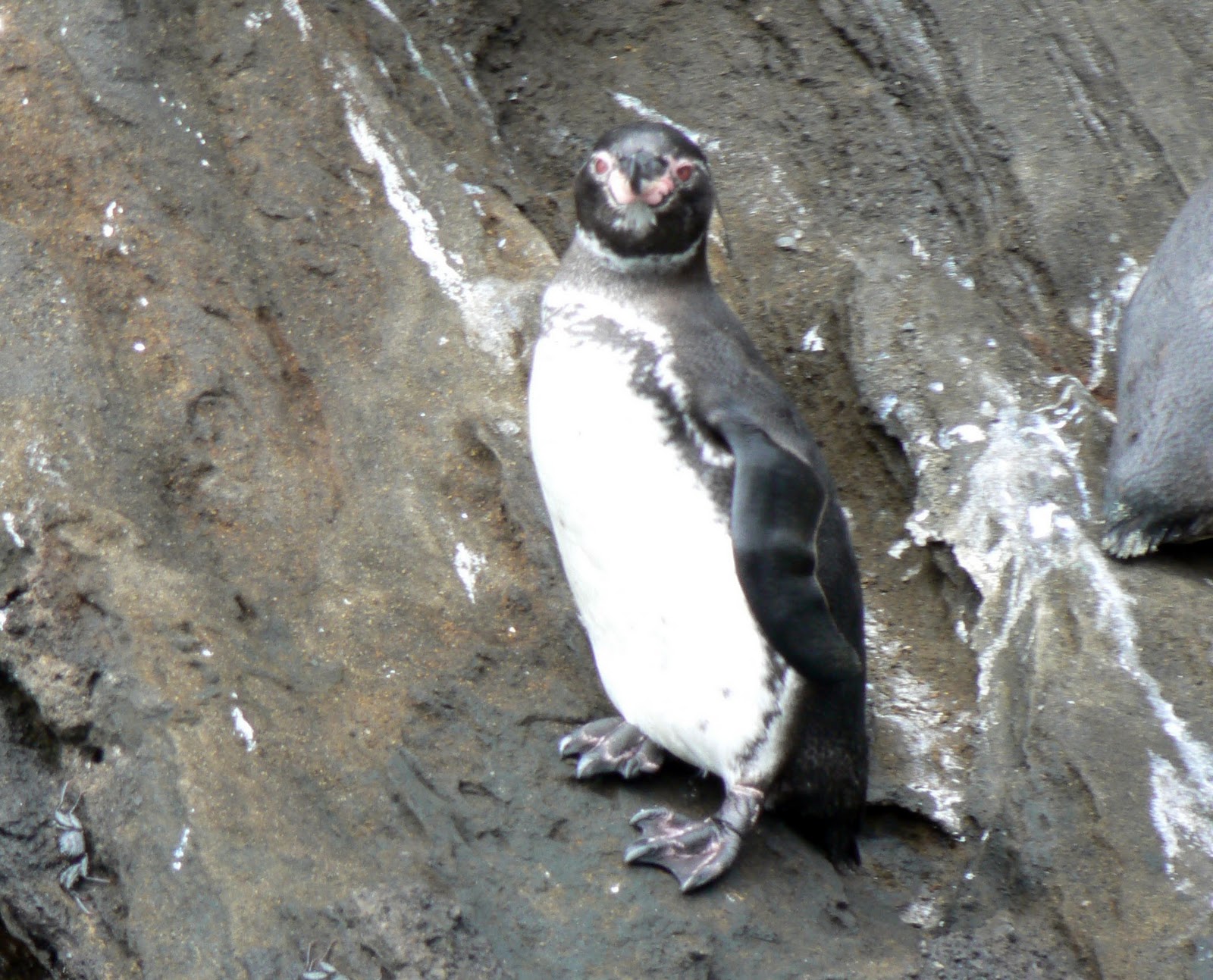 An Unfittie's Guide to Adventurous Travel: Penguins and friends are ...