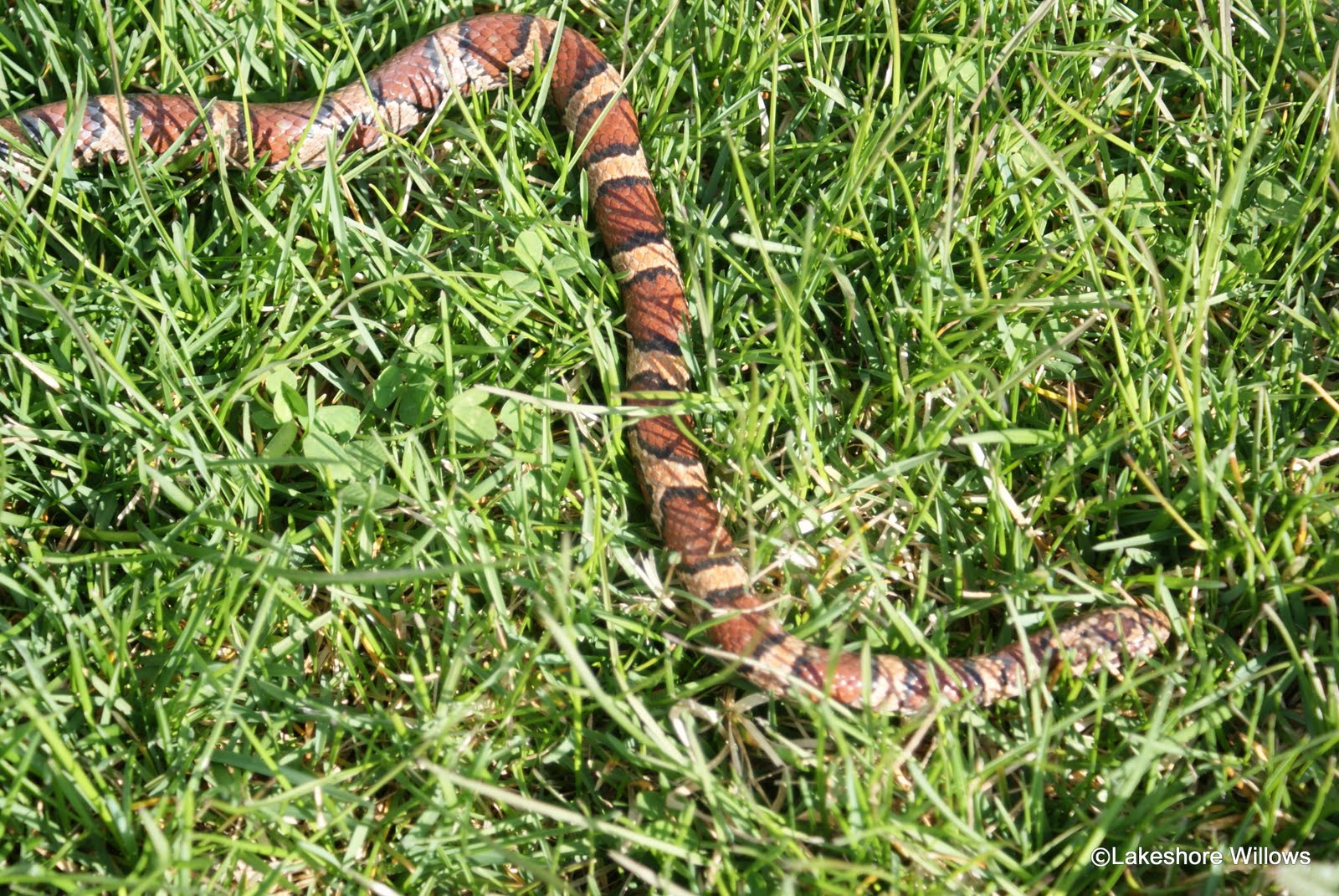 Willows: Eastern Milk Snake