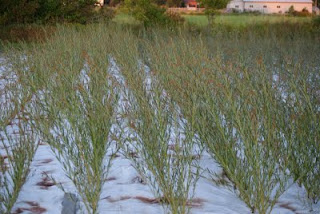 Willows: Salix koriyanagi 'Rubykins'