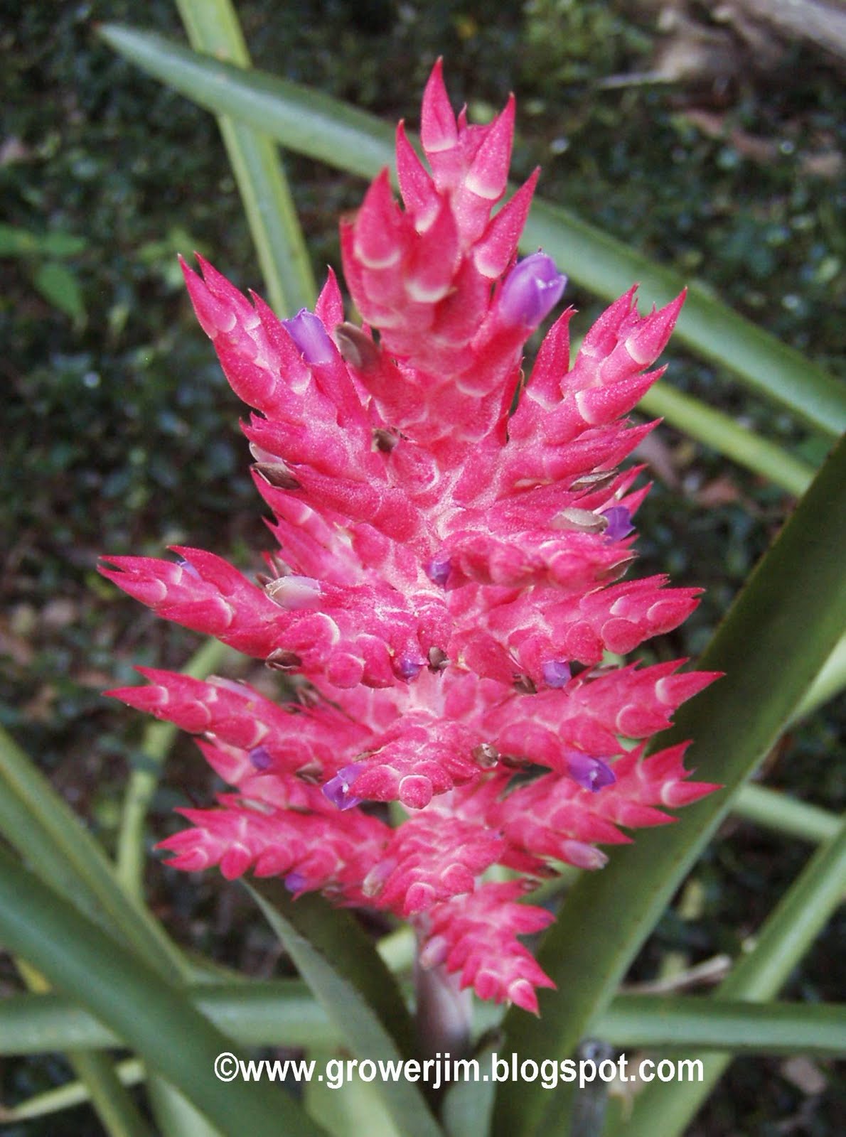 Garden Adventures: Aechmea distichantha