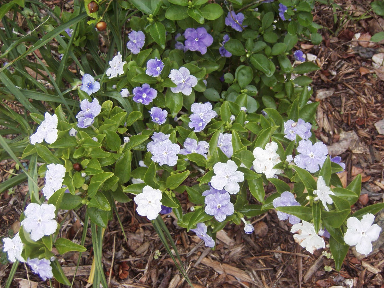 Garden Adventures: Yesterday, Today, and Tomorrow (Brunfelsia pauciflora)