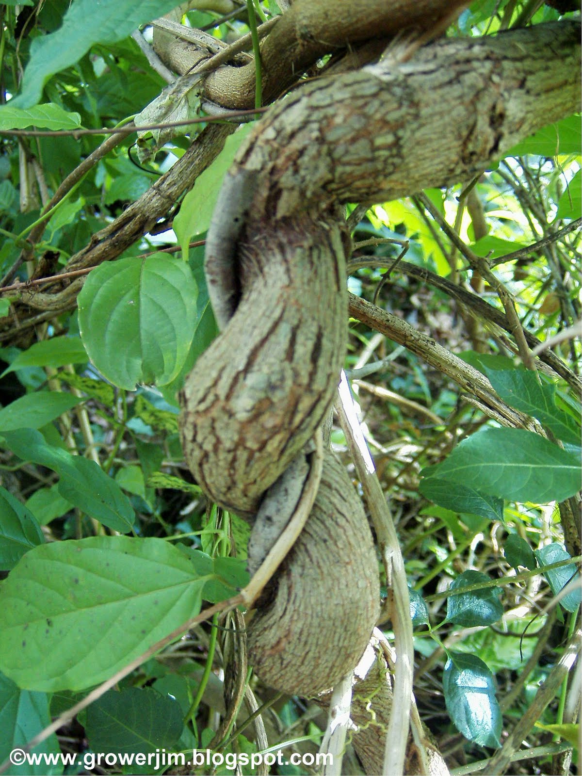 Garden Adventures: Quisqualis indica