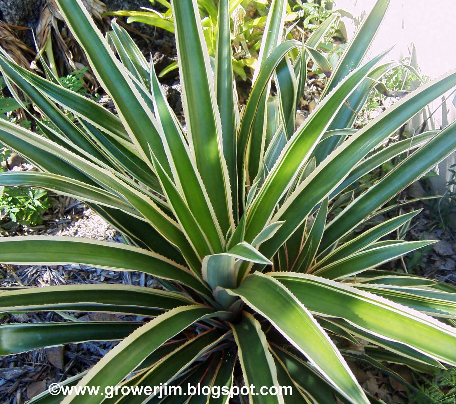 Garden Adventures: Ananas bracteatus