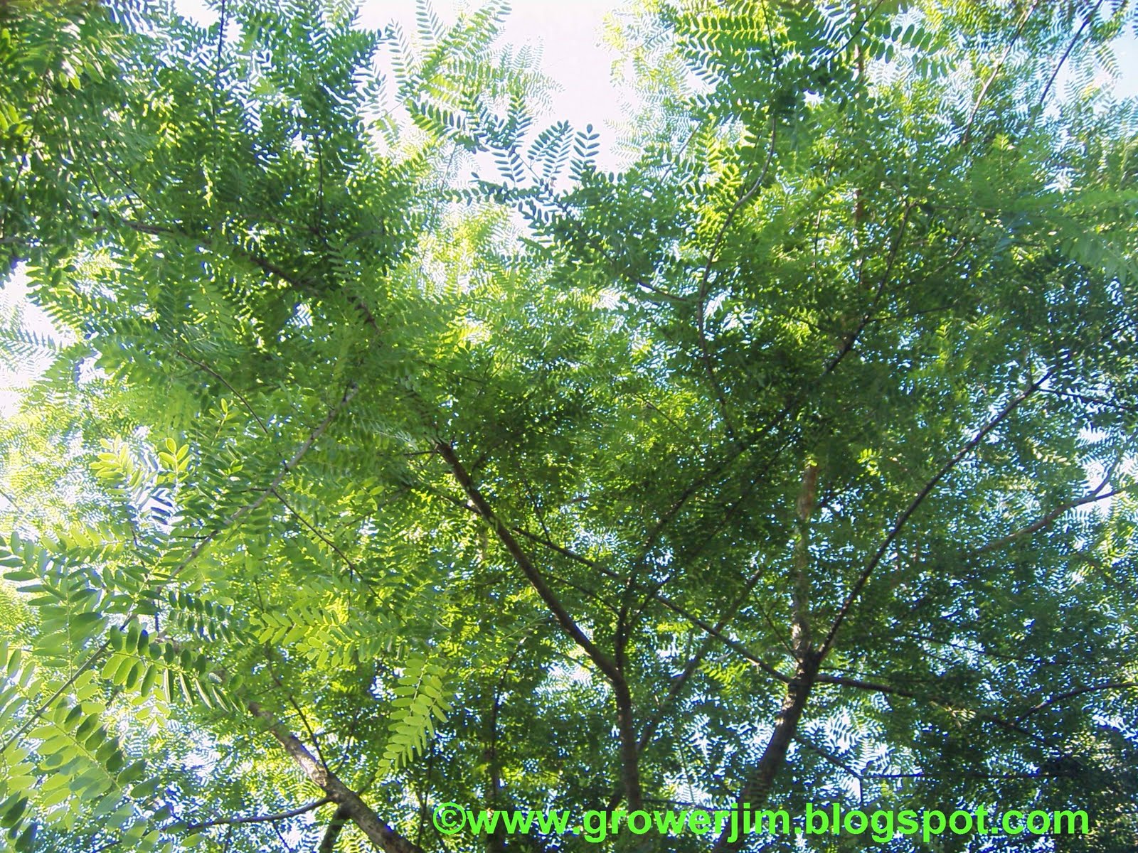 Garden Adventures: Tipuana tipu