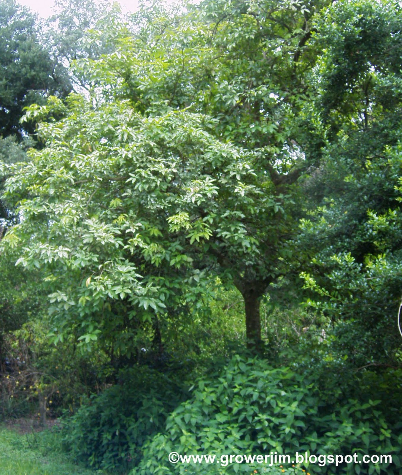 Garden Adventures: White Sapote (Casimiroa edulis)