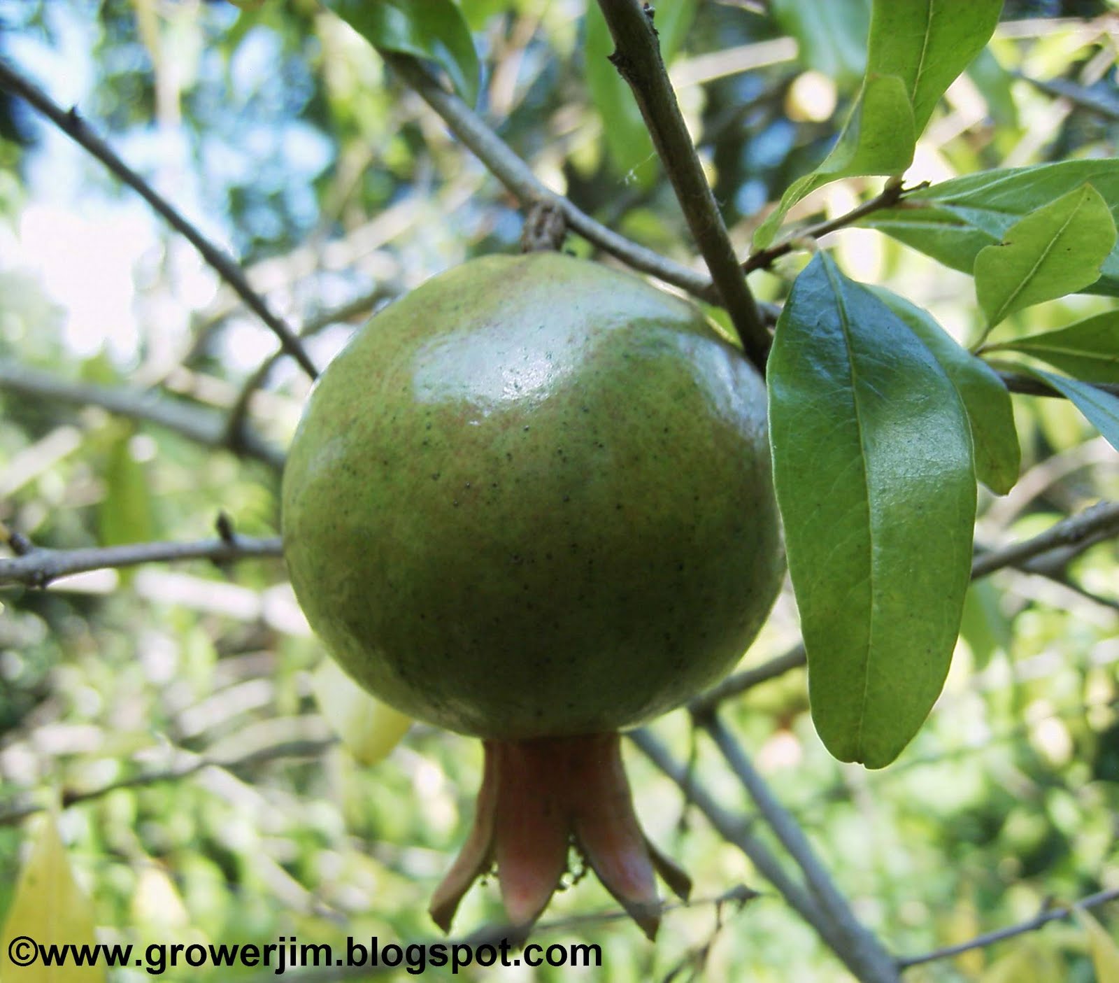 Garden Adventures: Pomegranate (Punica granatum)