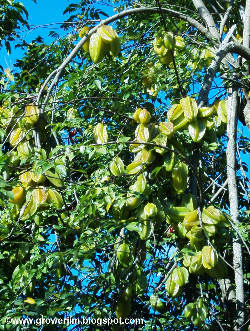 Garden Adventures: September 2010