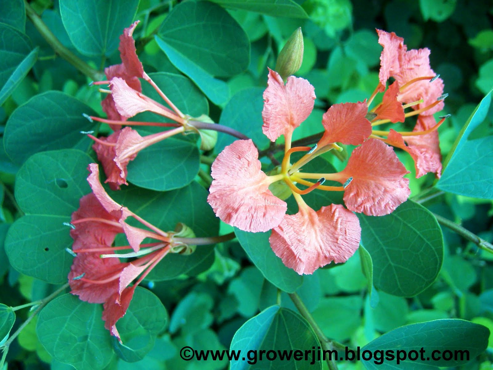 Garden Adventures: Bauhinia galpinii (Red Orchid Bush)