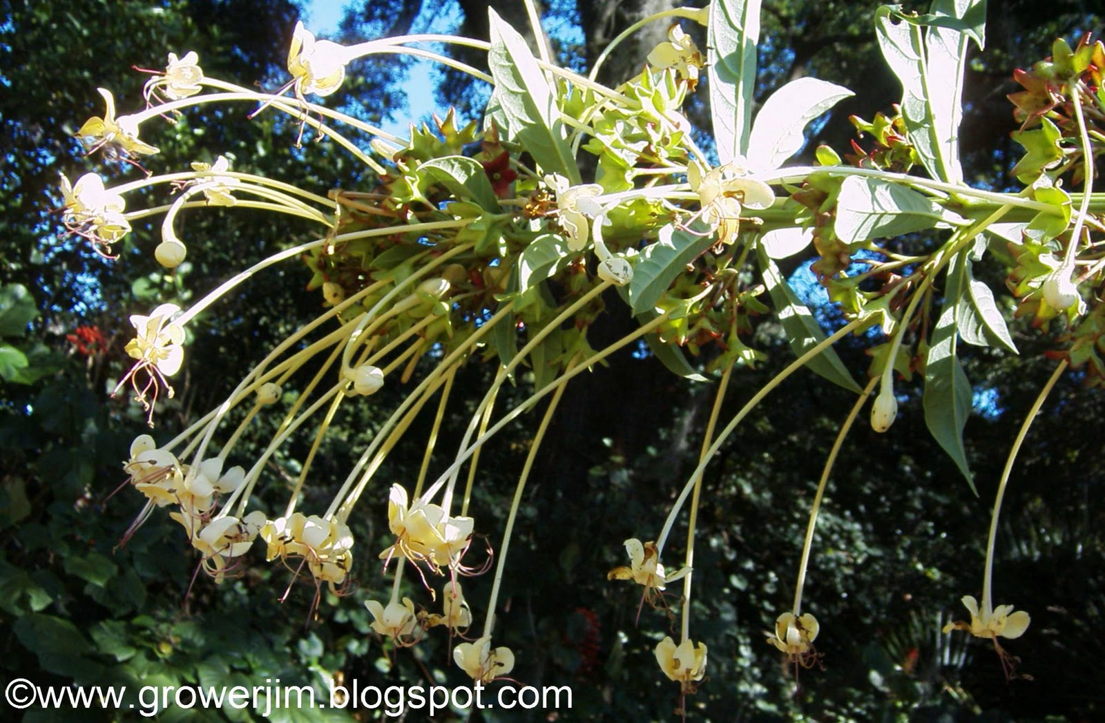 Garden Adventures: Clerodendrum indicum