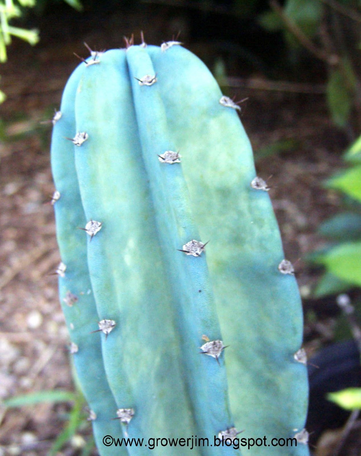 Garden Adventures: Cereus peruvianus