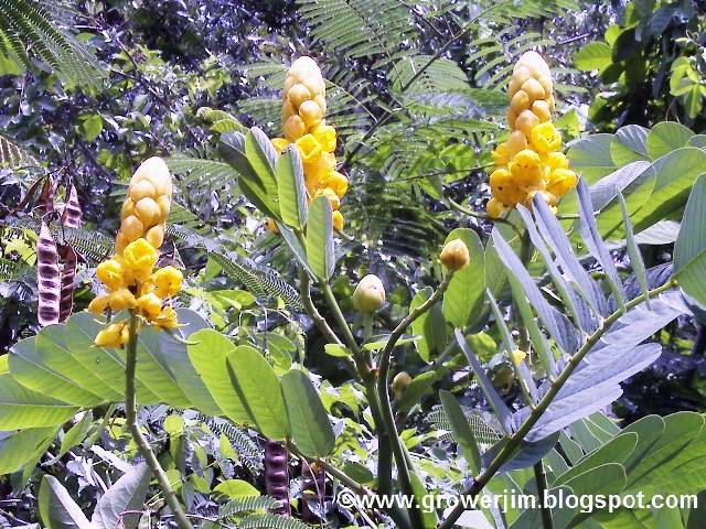 Garden Adventures: Cassia alata (Candle Bush)