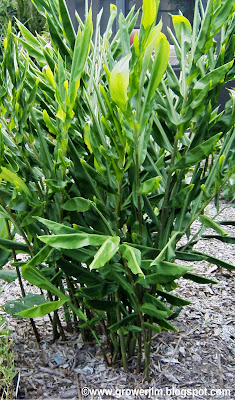 Garden Adventures: Zingiber zerumbet (Shampoo Ginger)