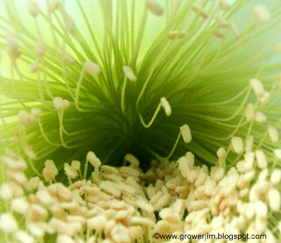 Garden Adventures: 2010