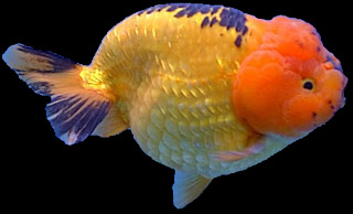 Aquário Hobby: Kinguio (Japonês)