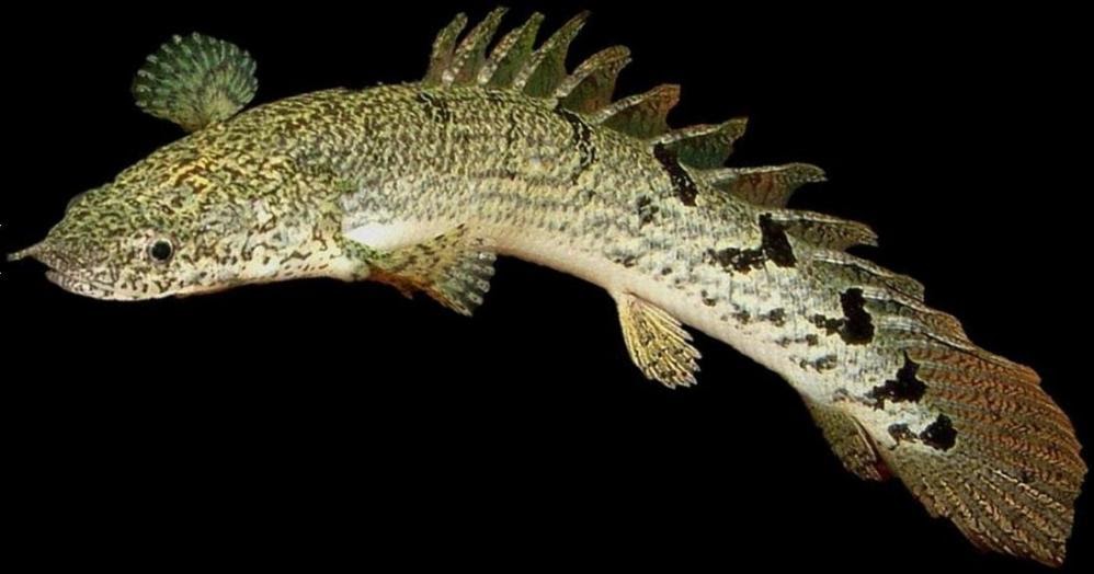 Polypterus: Delhezi