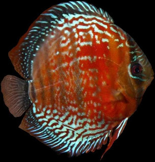 Discus...: Super Red