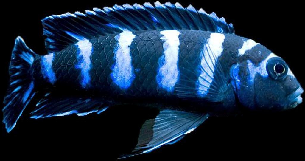 Demasoni