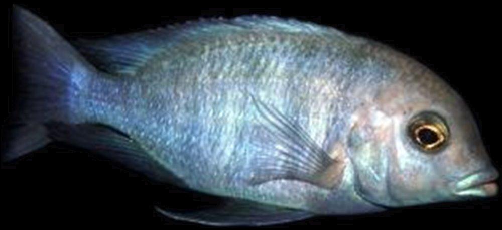 Cyrtocara Moorii: Cyrtocara Moorii (Fêmea)