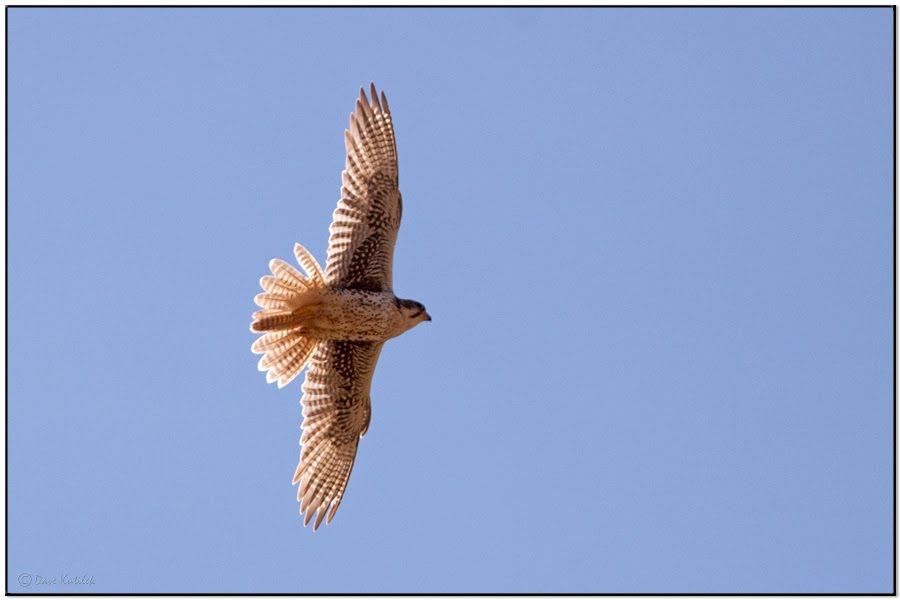 Dave's Birding Blog: Del Puerto Canyon - Stanislaus County