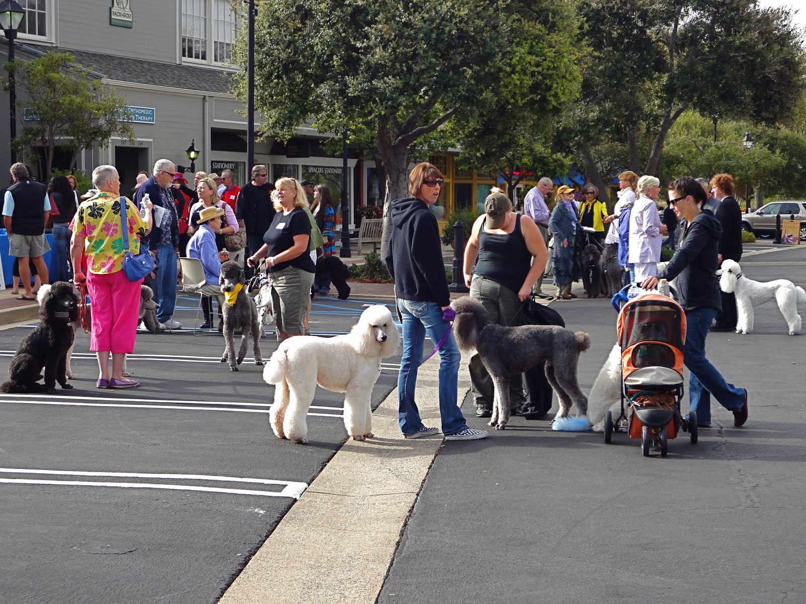 ArtsandCultureScene.com: Oodles of Poodles! The Poodle Parade! Carmel ...