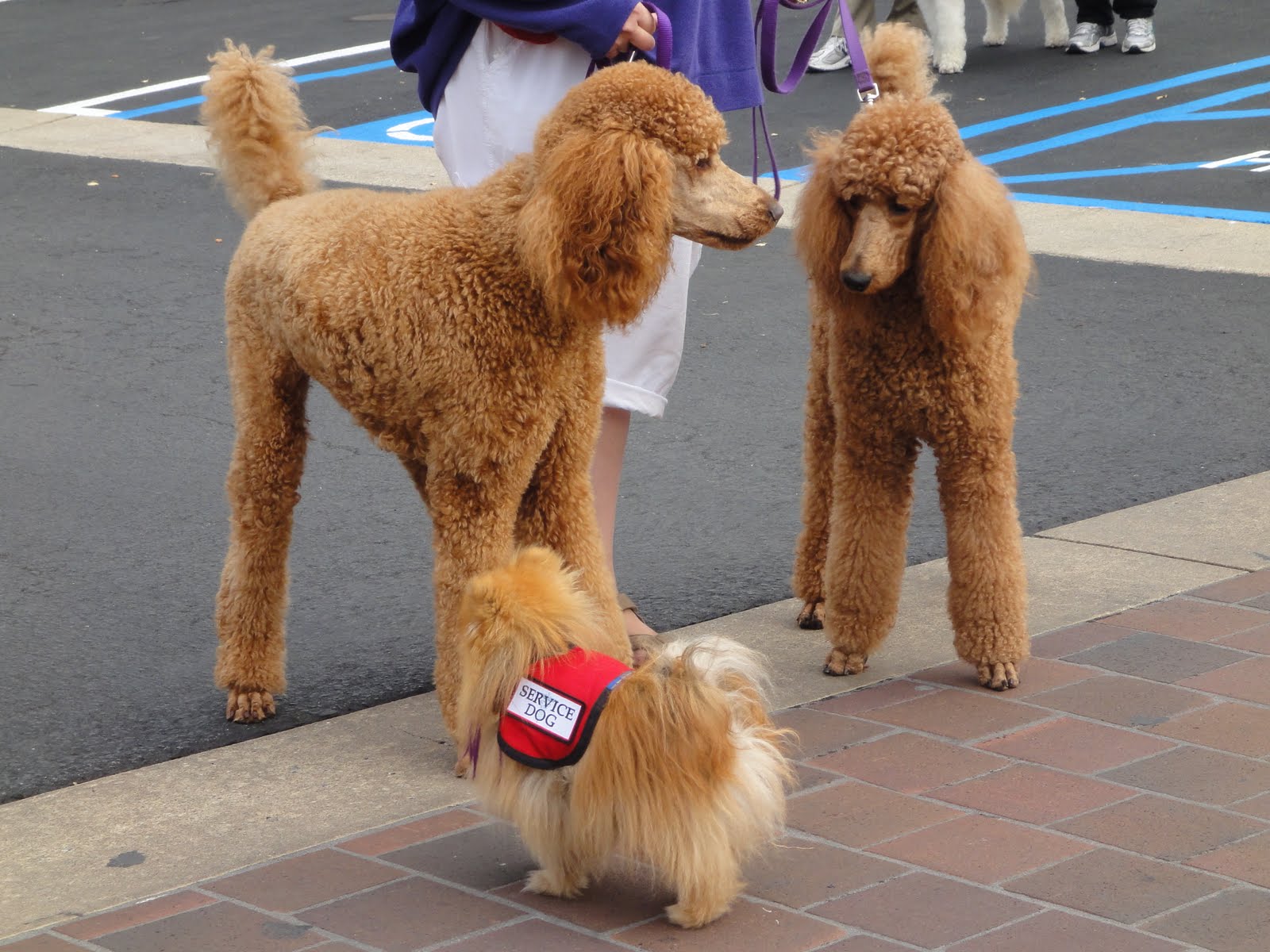 ArtsandCultureScene.com: Oodles of Poodles! The Poodle Parade! Carmel ...