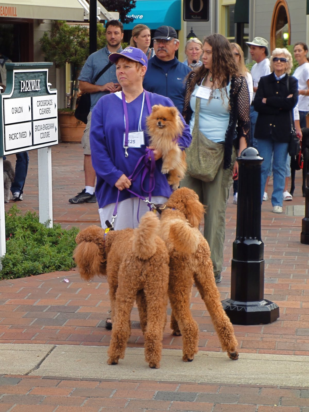 ArtsandCultureScene.com: Oodles of Poodles! The Poodle Parade! Carmel ...