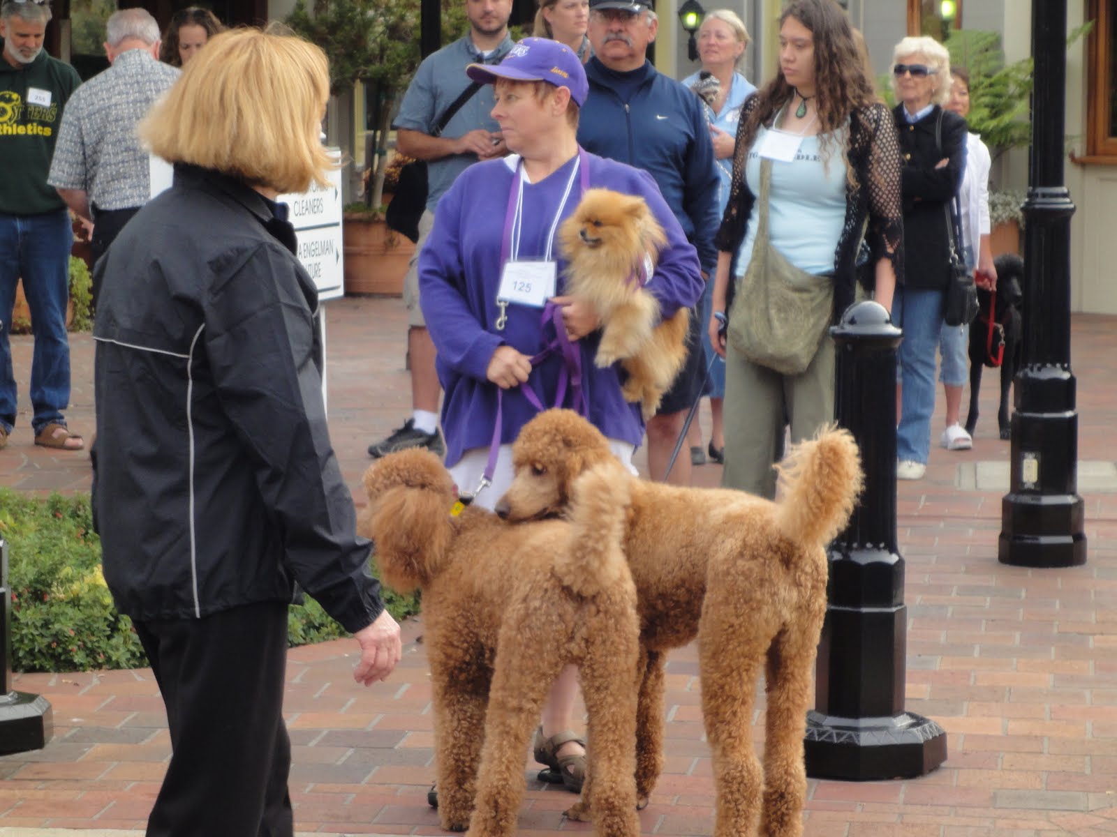 ArtsandCultureScene.com: Oodles of Poodles! The Poodle Parade! Carmel ...