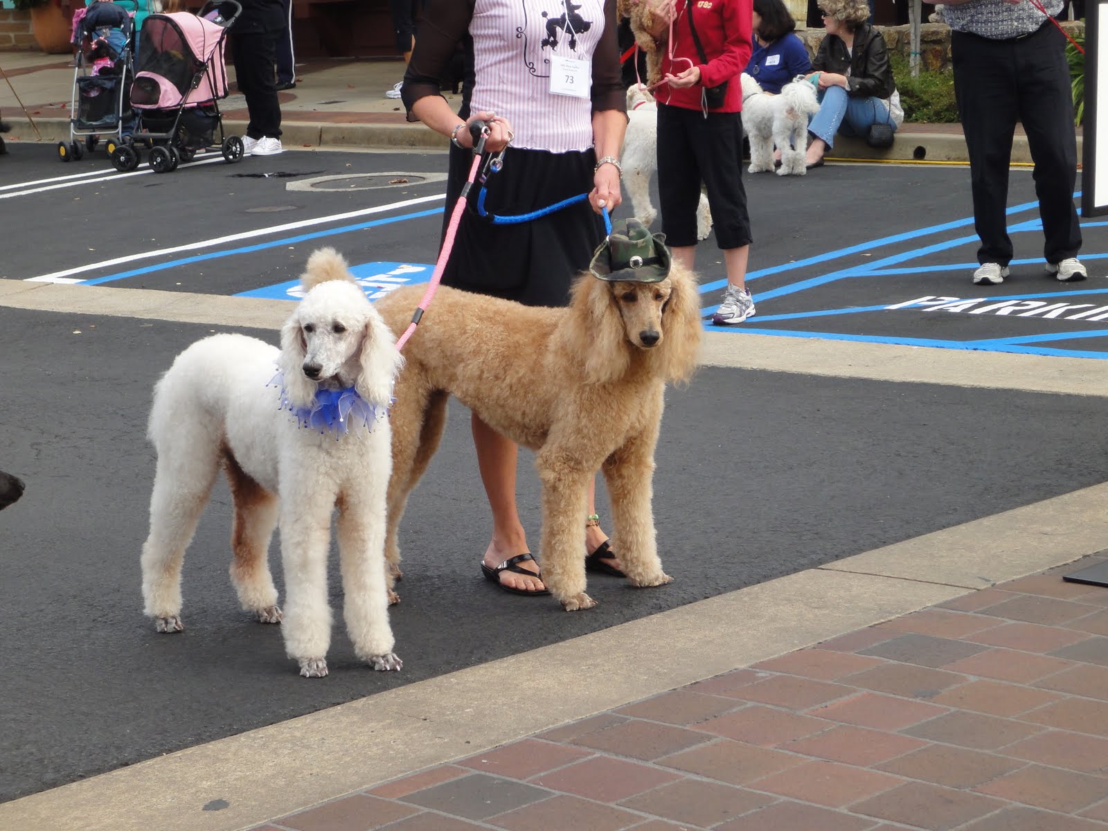 ArtsandCultureScene.com: Oodles of Poodles! The Poodle Parade! Carmel ...