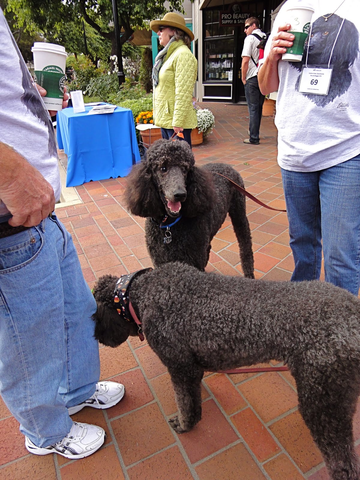 ArtsandCultureScene.com: Oodles of Poodles! The Poodle Parade! Carmel ...