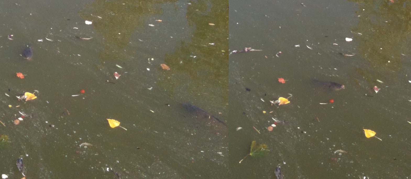 thodule de Beauce: Petits poissons au fond de l'étang