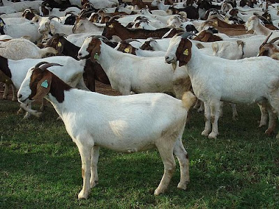 TERATAK IMPIAN BUKIT LALA: TERNAKAN KAMBING BOER DI JABI