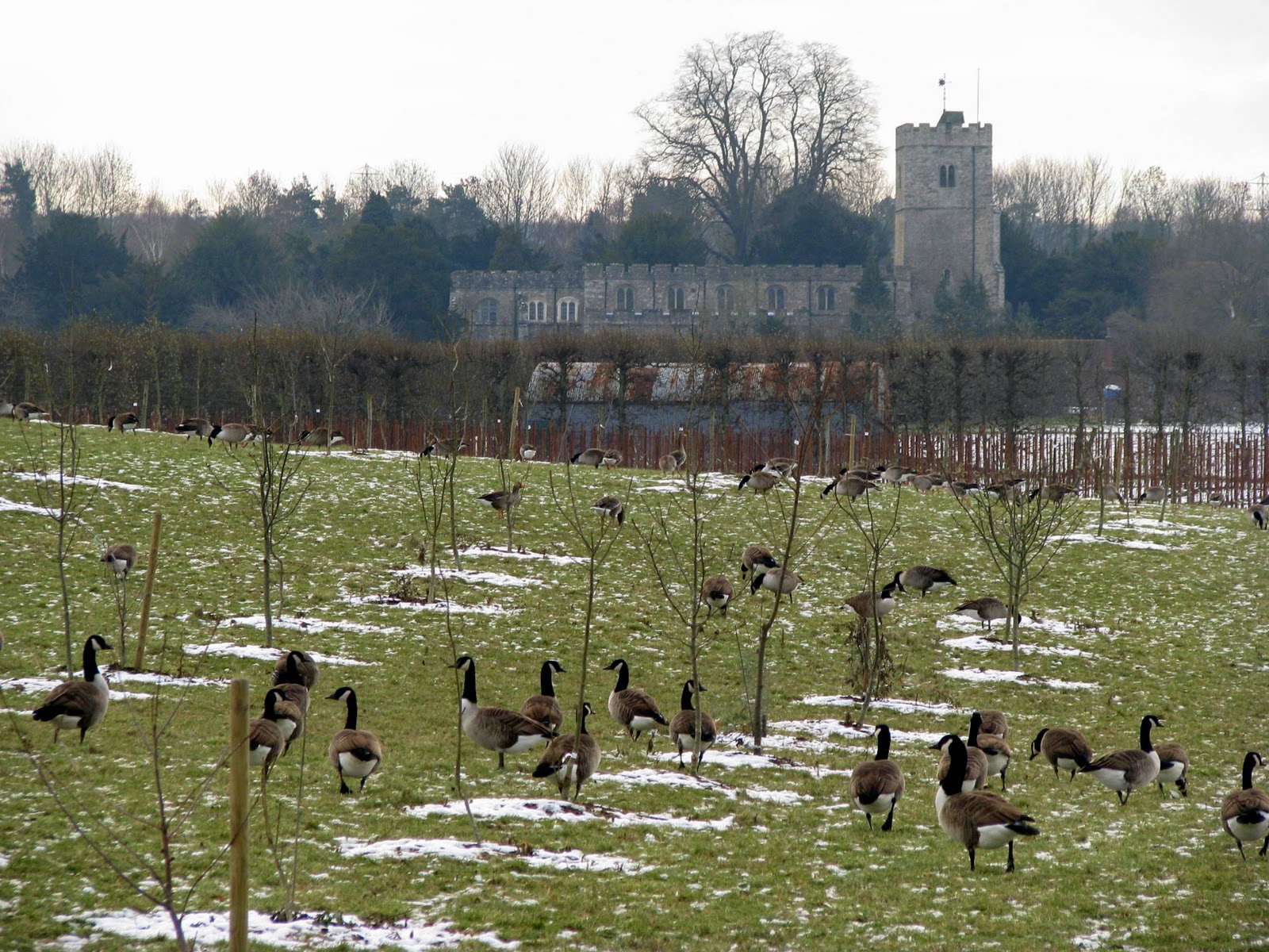 East Malling, Ditton and Barming: December 2010