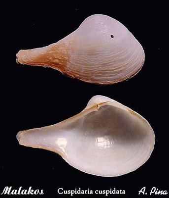 ΠΙΝΑΚΙΔΕΣ ΑΠΟ ΚΕΡΙ: Η σύναξη των κοχυλιών στο Φεγγαρονήσι για τη γιορτή της αστροφεγγιάς.