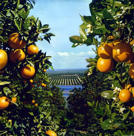 Citrus Grove at Plum Canyon