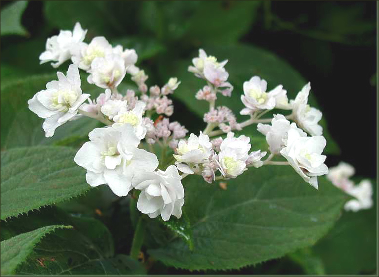 Hydrangea - Blütenwunder der Vielfalt: Hydrangea involucrata 'Hortensis'