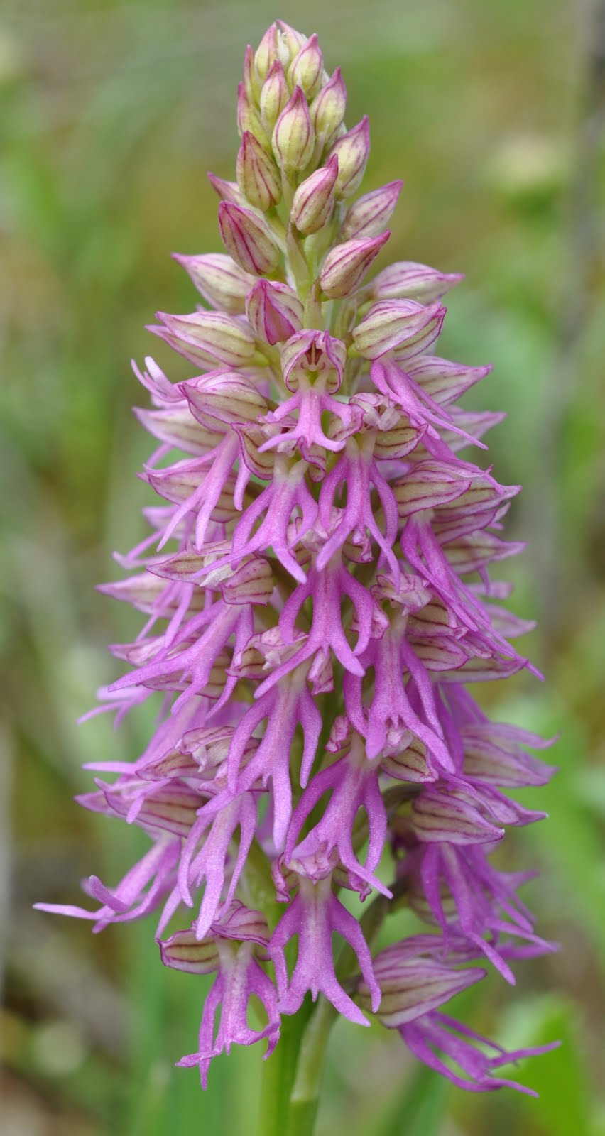 Insectos a florir: ORCHIS ANTHROPOPHORA X ORCHIS ITALICA