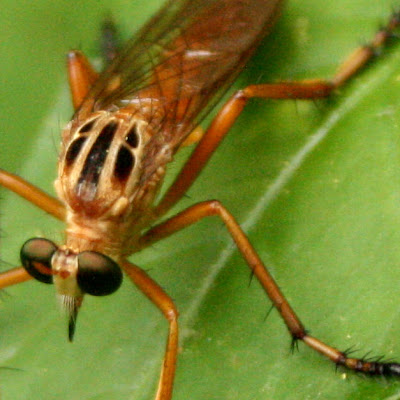 The Öko Box: Golden Wasp Fly