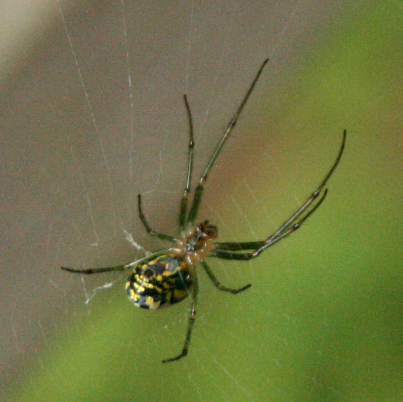 The Öko Box: Bright Green & Yellow Metallic Spider
