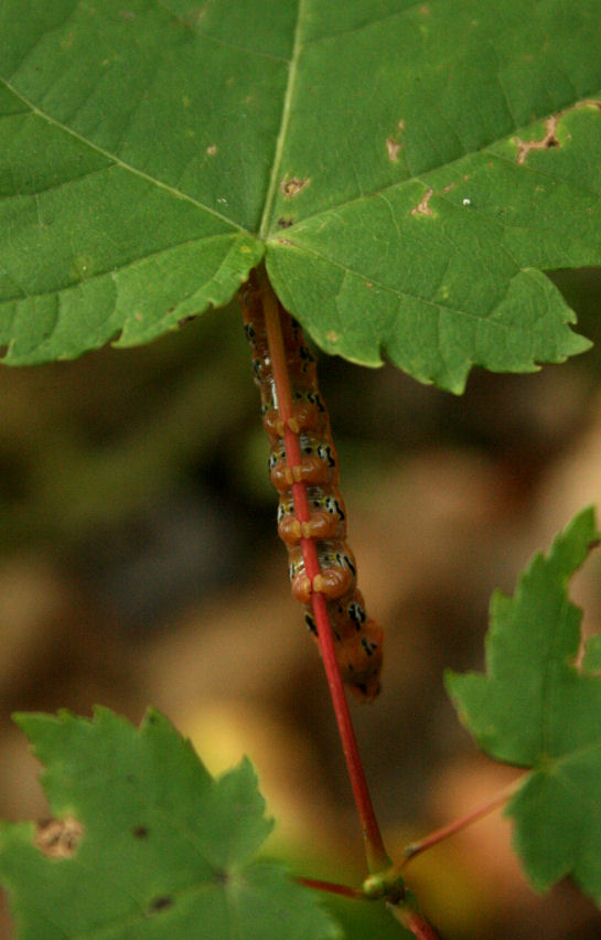 The Öko Box: Orange, Black and White Clown 'face' Caterpillar
