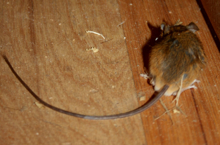 The Öko Box: Long Tailed "Kangaroo" Mouse (AKA Woodland Jumping Mouse)