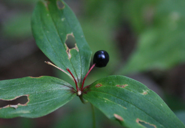 The Öko Box: Edible Forest: Indian Cucumber Root