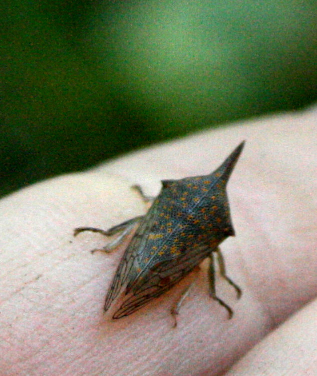 The Öko Box: Tiny Horned Bug With Yellow Spots, 6 Legs, and Clear Wings