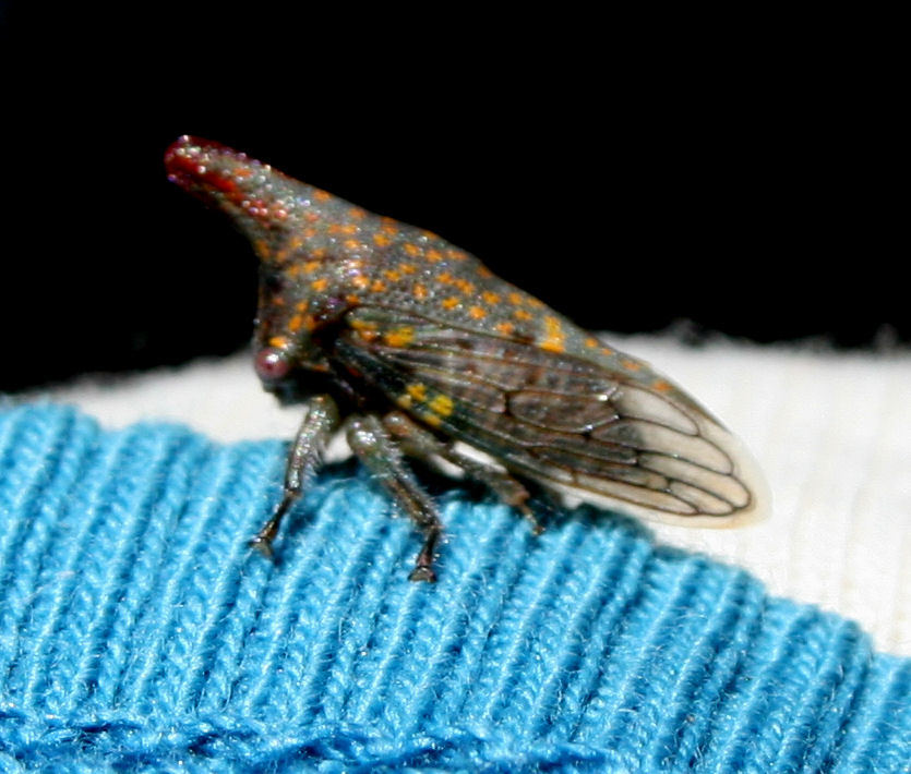 The Öko Box: Tiny Horned Bug With Yellow Spots, 6 Legs, and Clear Wings