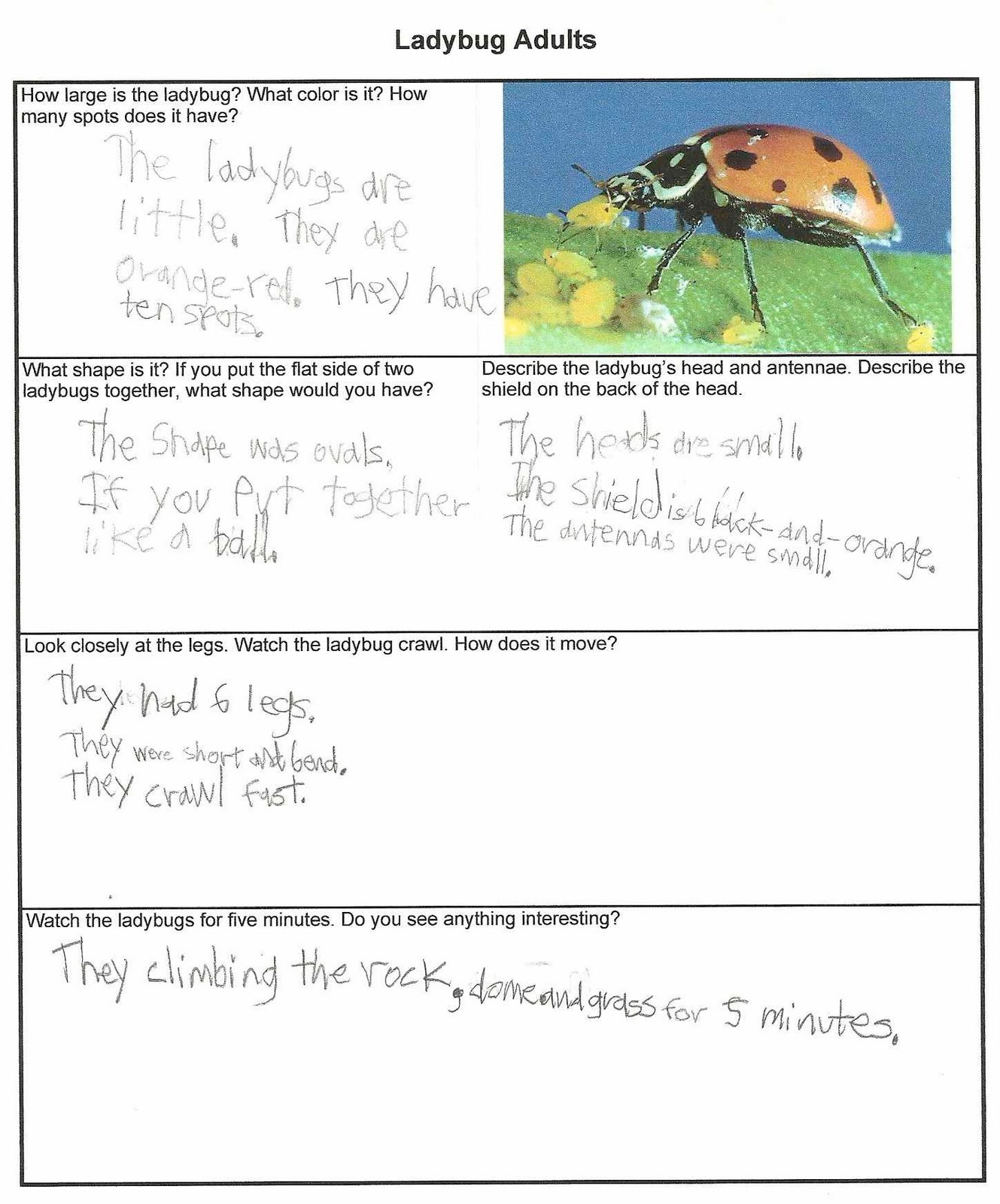 Aut-2B-Home in Carolina: Ladybug, Ladybug, Fly Away Home!