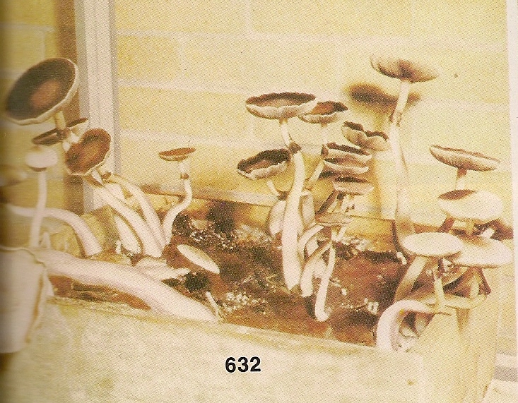 Hongo Psilocybe (Teonanacatl)