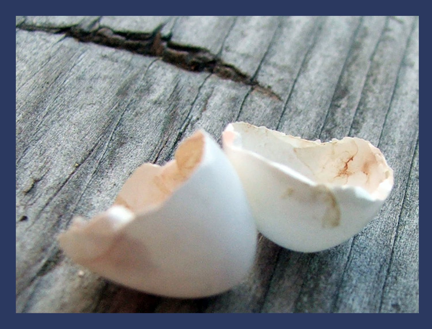Bird Lady Blog... by Sherrie Steele: Tiny Egg Shell