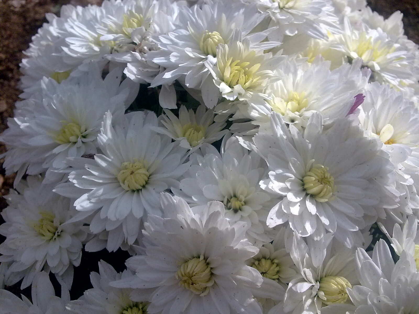 Πάπαλα - Papala: ΤΑ ΑΝΘΗ ΤΟΥ ΠΑΡΤΕΡΙΟΥ, ΤΑ ΔΑΓΚΩΤΑ ΚΑΙ ΤΑ ΜΑΥΡΑ